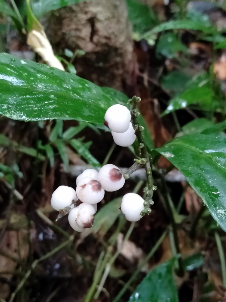 (Chloranthus erectus) - Botanical Realm