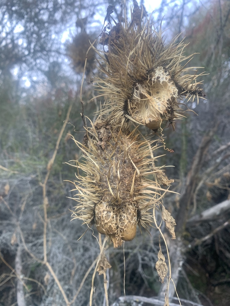 Sierra man-root from Angels Camp, CA, US on December 16, 2019 at 02:59 ...