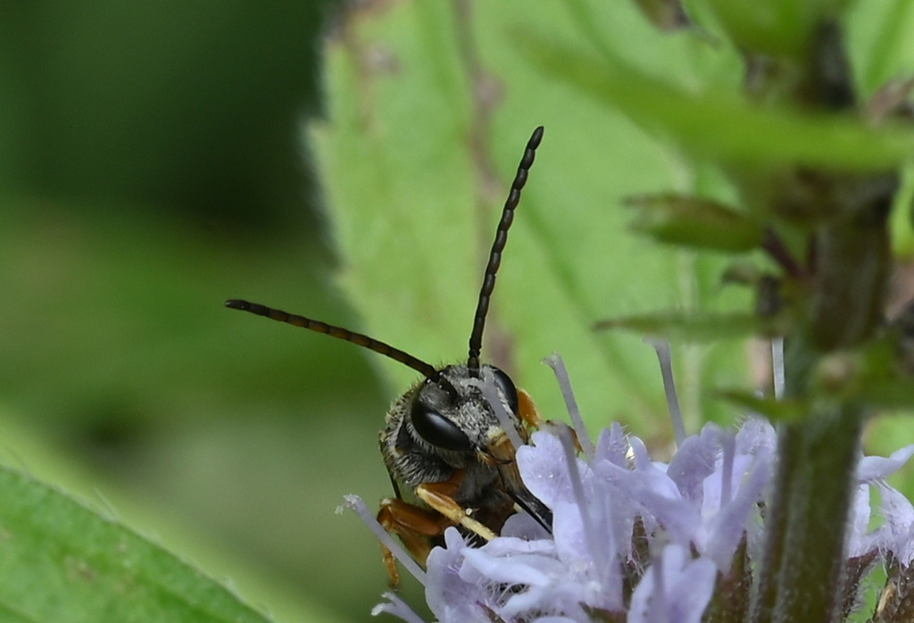Confusing Furrow Bee from Beebe Lake, New York 14850美国 on August 1 ...