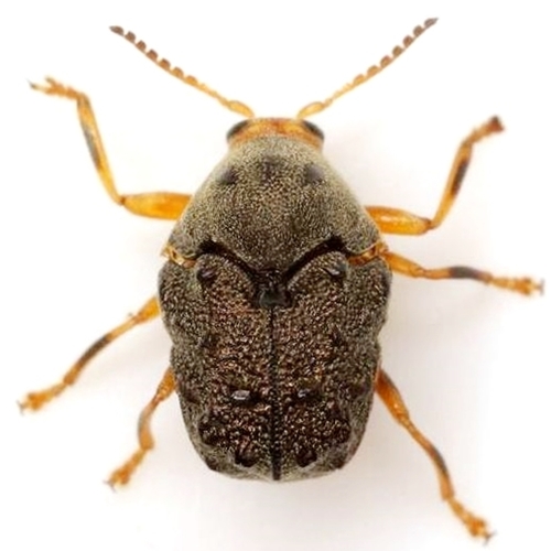 Chlamisus maculipes (Escarabajos (Coleoptera) de Veracruz ...