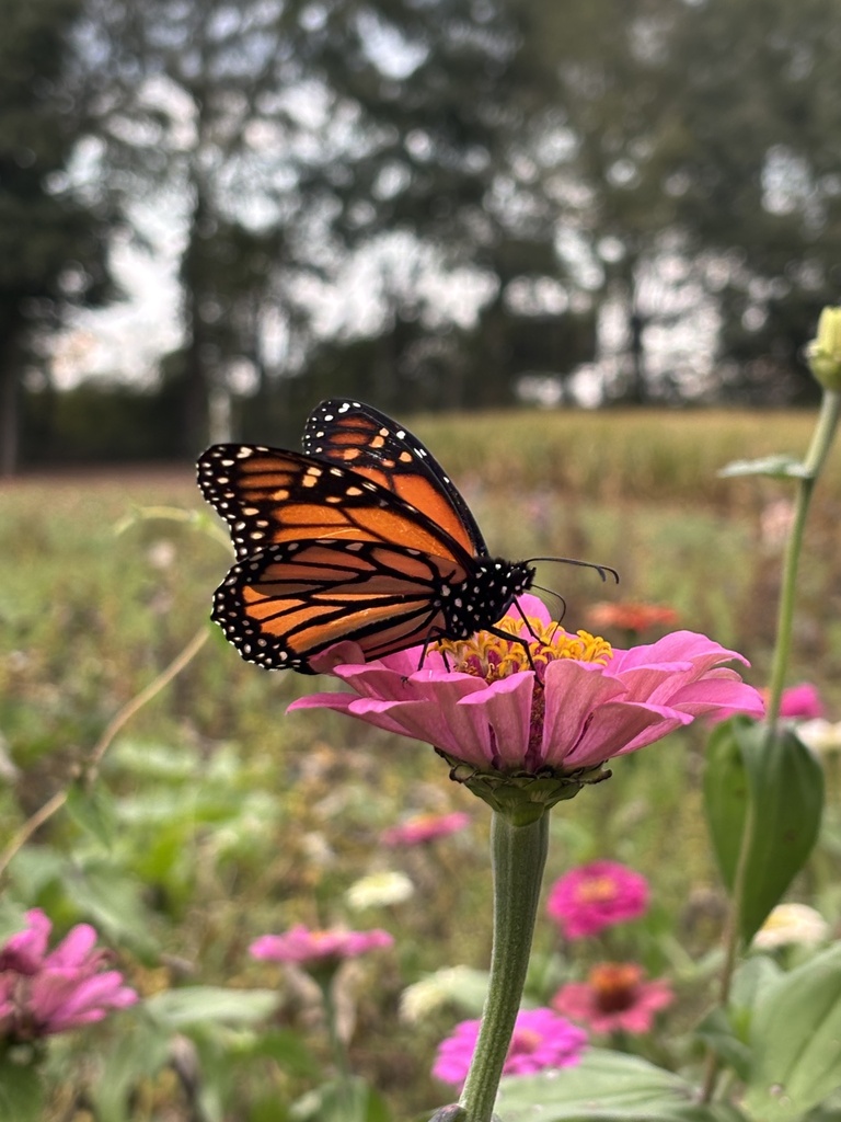 Monarch from Reeves Station Rd SW, Calhoun, GA, US on October 18, 2025 ...