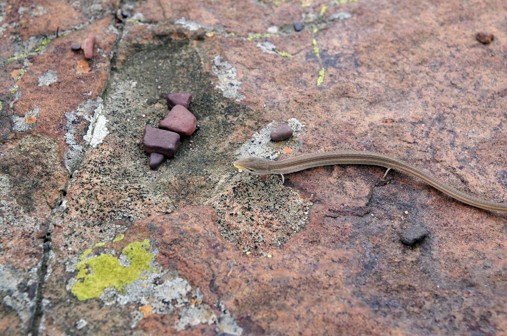 Cape Snake Lizard in December 2017 by thinus · iNaturalist