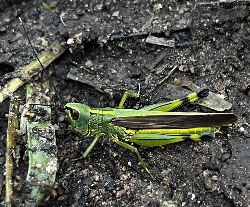 Yellow-spined Bamboo Locust from Inthakhin, Mae Taeng District, Chiang ...