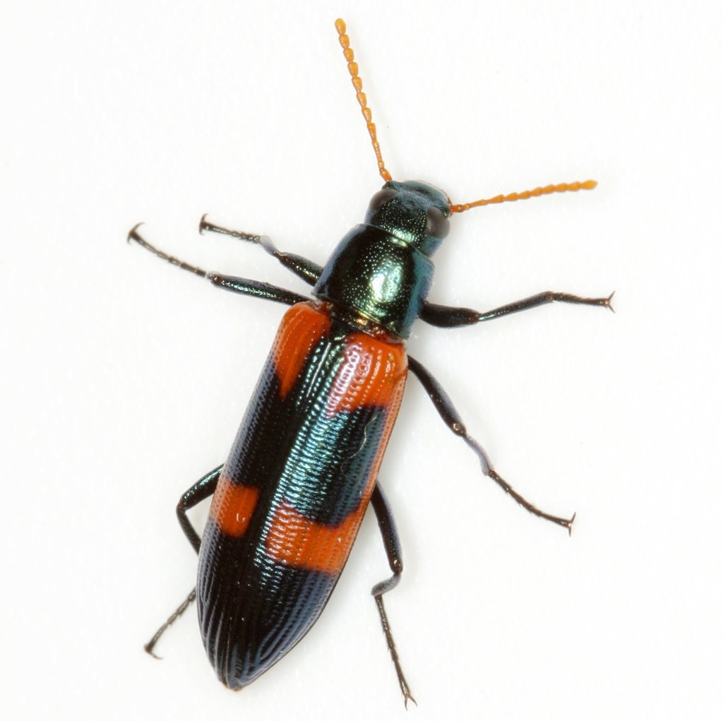 Strongylium aulicum from Hidalgo County, TX, USA on June 6, 2010 at 11: ...