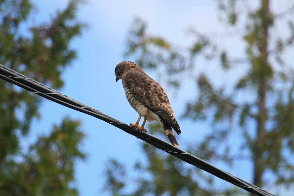 Broad-winged Hawk from Manitoulin District, ON, Canada on May 17, 2019 ...