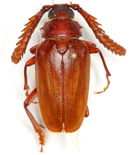 Sandwalker Cerambycid (Prionus arenarius) · iNaturalist United Kingdom