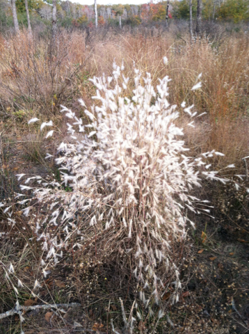 Splitbeard Bluestem (MatBio: GRASSES, SEDGES & RUSHES - Matanzas ...