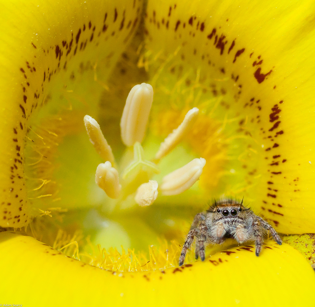 Hairy Tufted Jumping Spider from Contra Costa County, CA, USA on May 23 ...