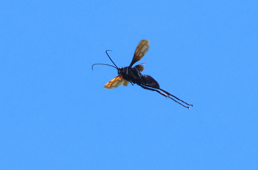 Tarantula-hawk Wasps and Allies from Diteki, San Luis, Aurora ...