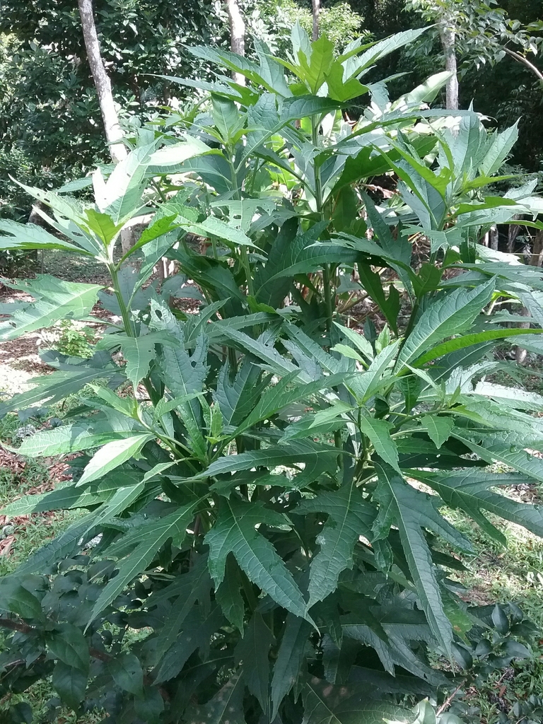sunflowers, daisies, asters, and allies from Unnamed Road Savannah ...