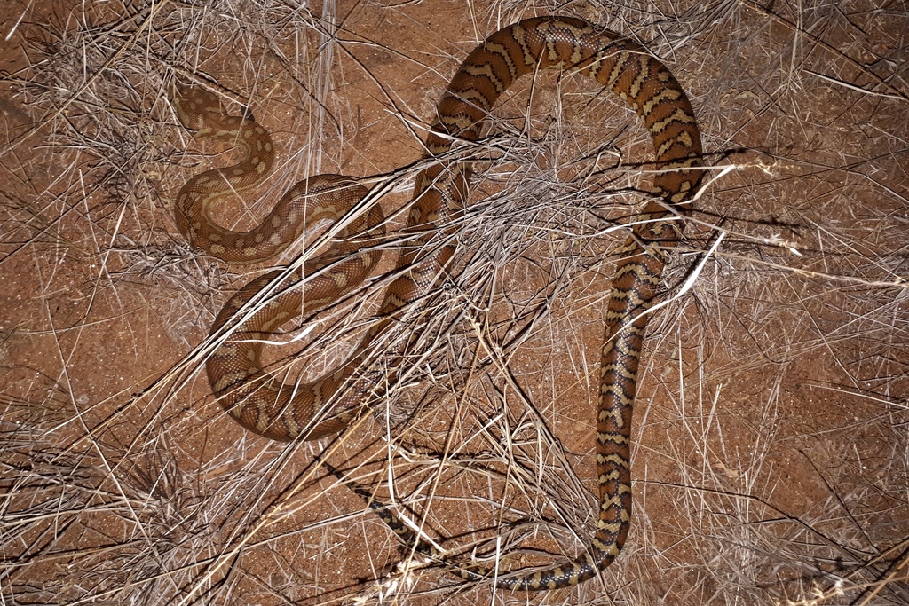 Centralian Carpet Python from Hart NT 0872, Australia on December 16 ...