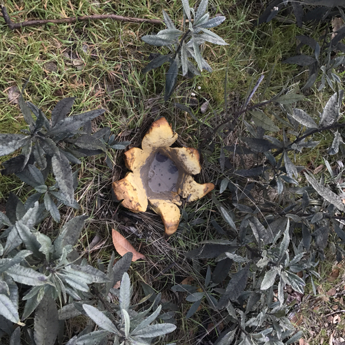 Earthstar Scleroderma (Scleroderma polyrhizon) · iNaturalist