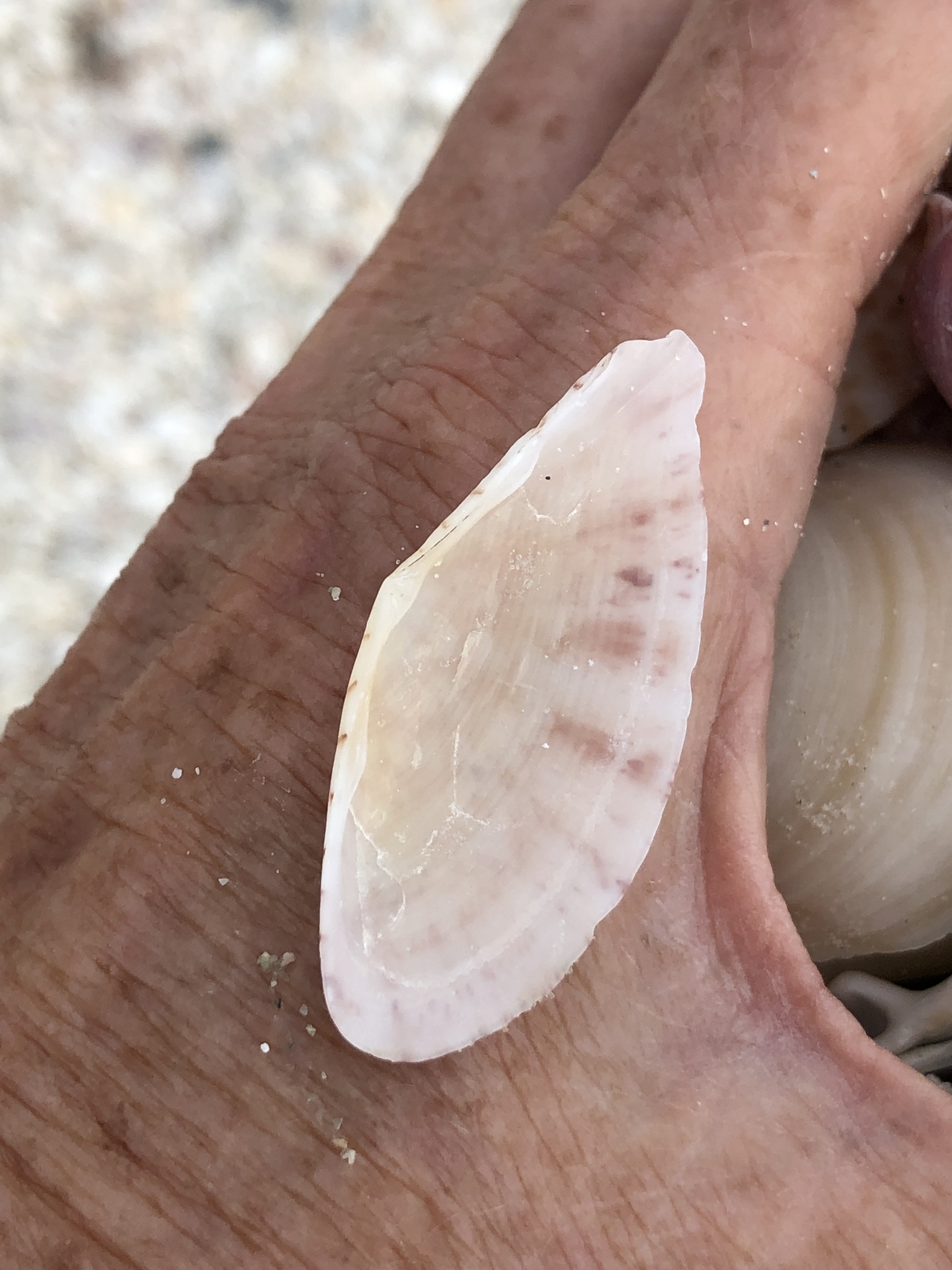 Tellinella listeri (Röding, 1798)