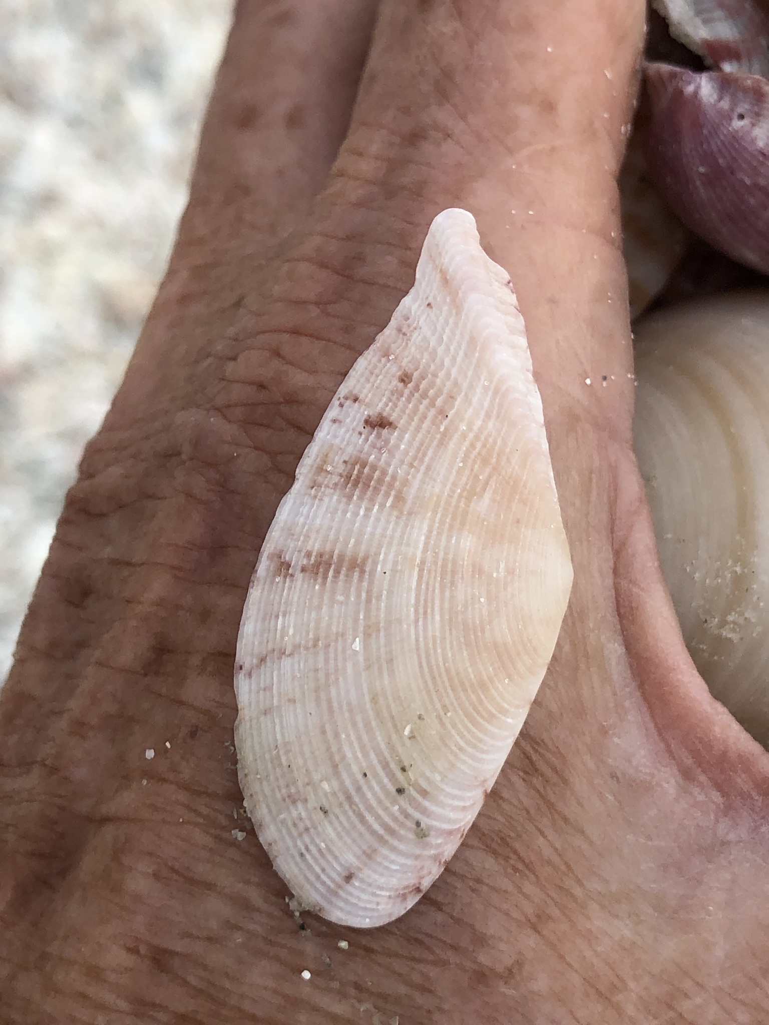 Tellinella listeri (Röding, 1798)