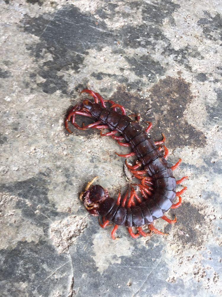 Pacific Giant Centipede from Kahuripan, Kec. Tawang, Tasikmalaya, Jawa ...