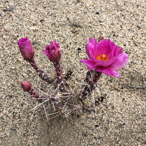 Beautiful Cholla (Grusonia pulchella) · iNaturalist
