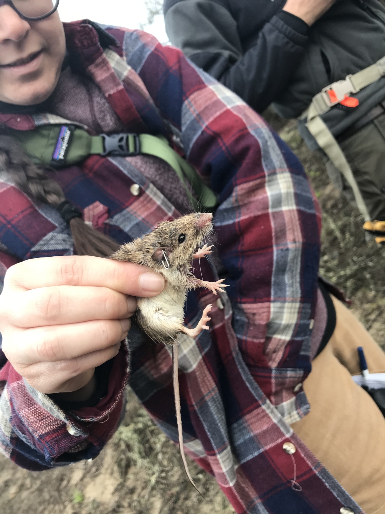 Chaetodipus californicus (Merriam, 1889)