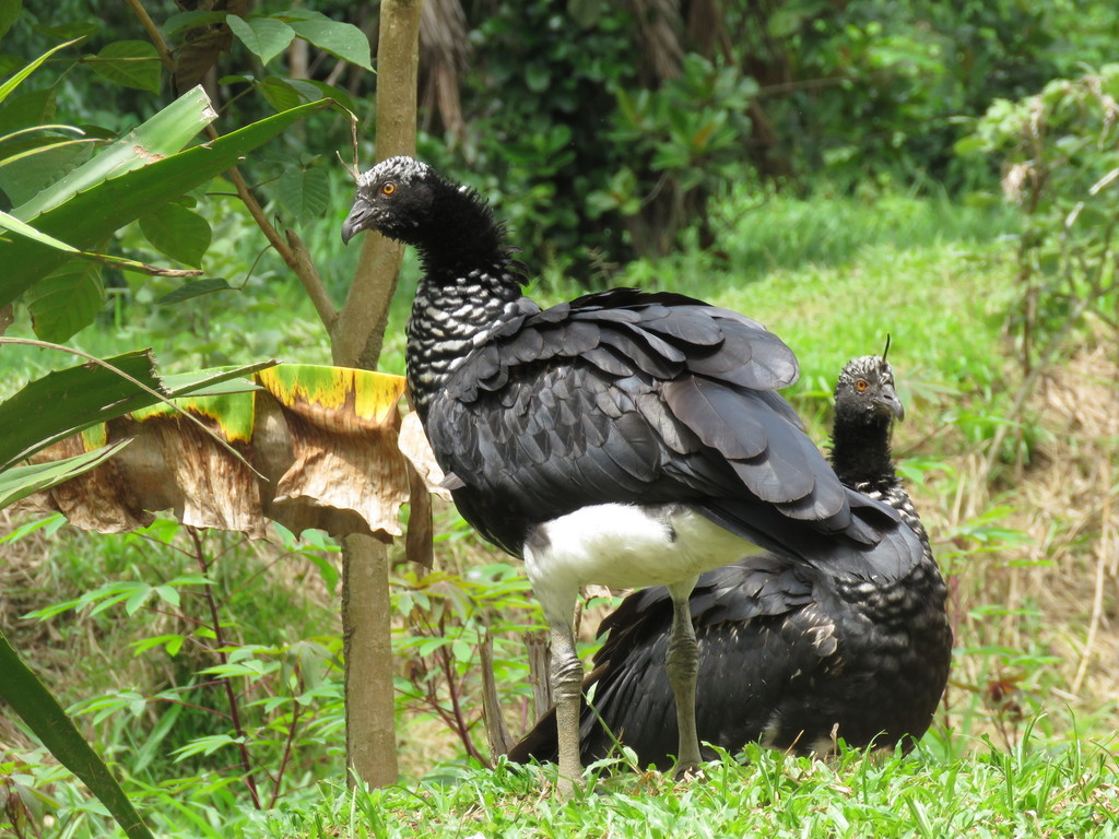 Aruco (Guía de Aves del municipio de Maní, Casanare - Colombia ...