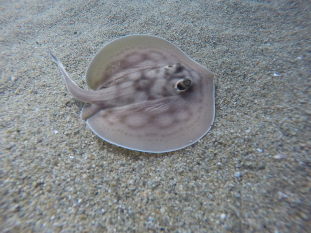 Bullseye Round Stingray (Urobatis concentricus) - Marine Life ...