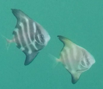 Halibut (Pacific Northwest Marine Life) · iNaturalist