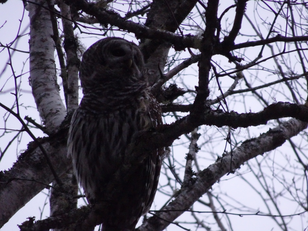 Barred Owl from Westmorland County, NB, Canada on December 14, 2019 at ...