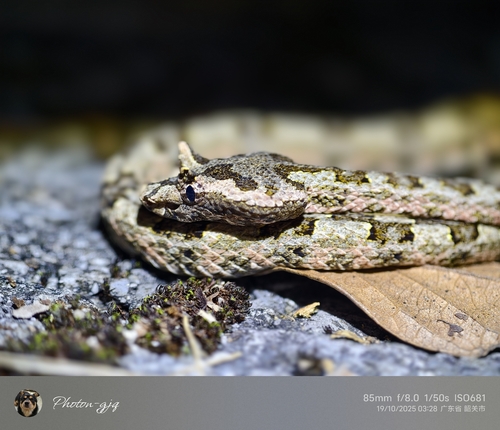 fi-si-pan horned pit viper (Protobothrops cornutus) - Snakes and Lizards