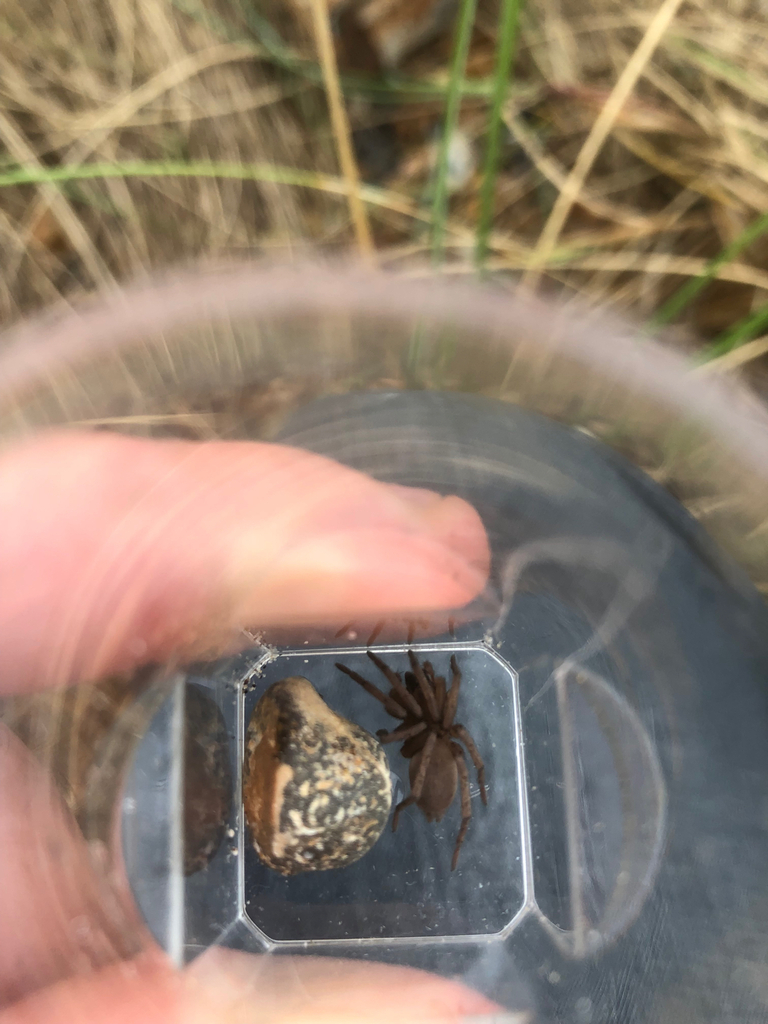 Stone Spiders from Sandwich, England, GB on October 19, 2025 at 03:26 ...