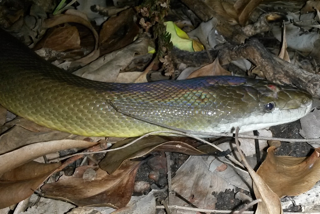 Water Python from Darwin NT, Australia on April 11, 2014 at 08:49 PM by ...