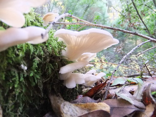Angel's Wings (Fungi of Northern Maine) · iNaturalist