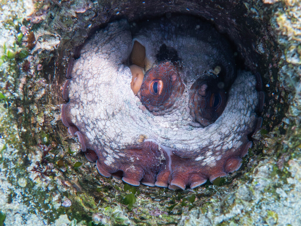 Common Octopus from City of Cape Town, ZA-WC, ZA on August 31, 2025 at ...