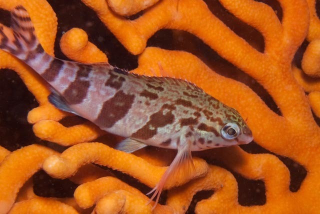 Redfingers (Cheilodactylus fasciatus) - Marine Life Identification