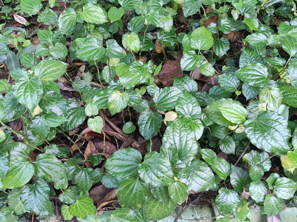 Lolot Pepper (Piper sarmentosum) - Botanical Realm