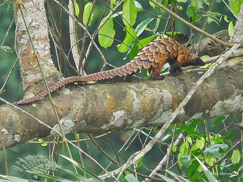 Pangolins (Manidae) - Know Your Mammals