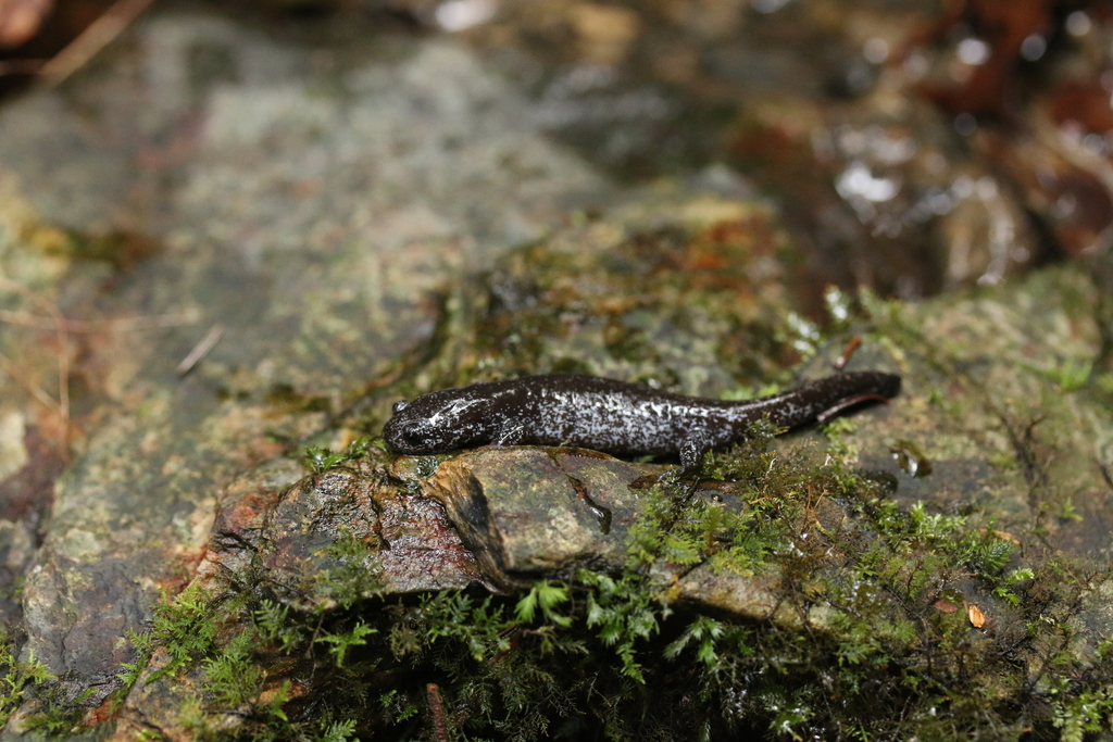 Taiwan Lesser Salamander in December 2016 by yulee · iNaturalist