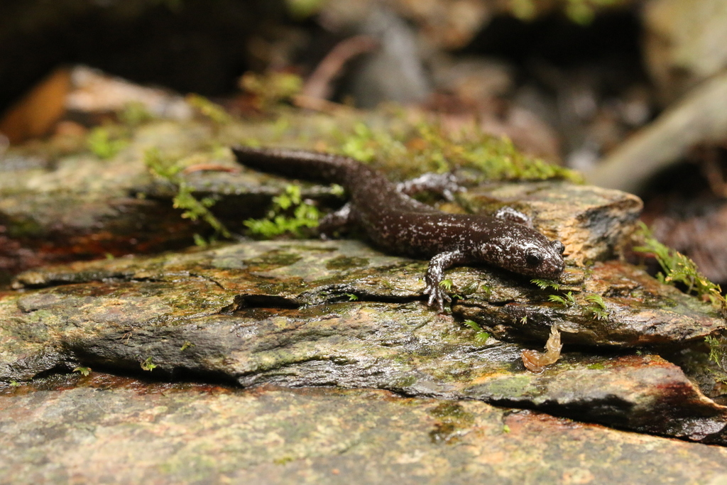 Taiwan Lesser Salamander in December 2016 by yulee · iNaturalist