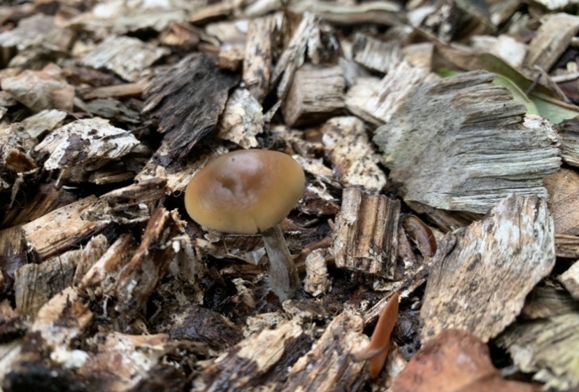 Psilocybe allenii from University of California, Berkeley, Berkeley, CA ...
