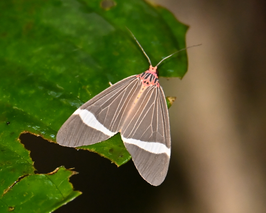 Phileta tiger moth from Riviéra 5, Abidjan, Côte d'Ivoire on October 19 ...