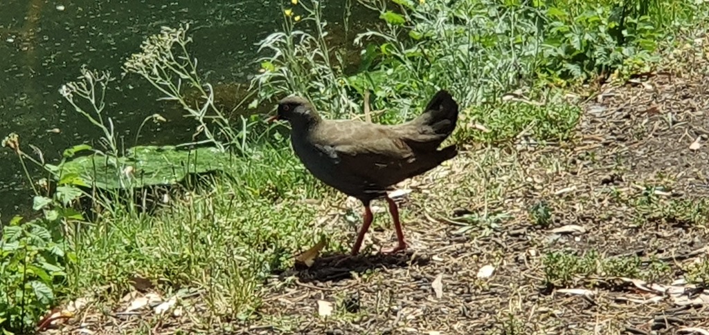 Black-tailed Native-hen from Melbourne VIC, Australia on December 09 ...