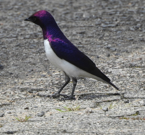 Plum-colour Starling (Subspecies Cinnyricinclus leucogaster verreauxi ...