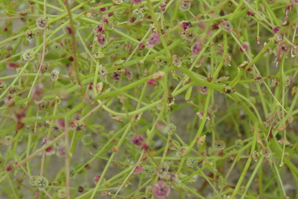Winged Pigweed (Plants of Cherry Creek State Park) · iNaturalist