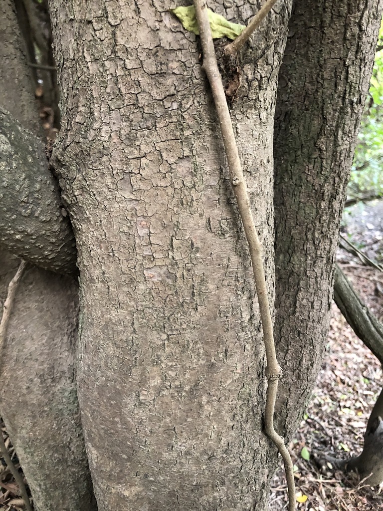 large mock-olive (Logan RE 12.11.1 Flora) · iNaturalist