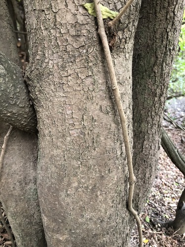 large mock-olive (Notelaea punctata) · iNaturalist