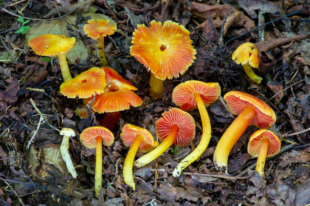 Hygrocybe occidentalis (Encyclopedia of North American Mushrooms pt. 2 ...