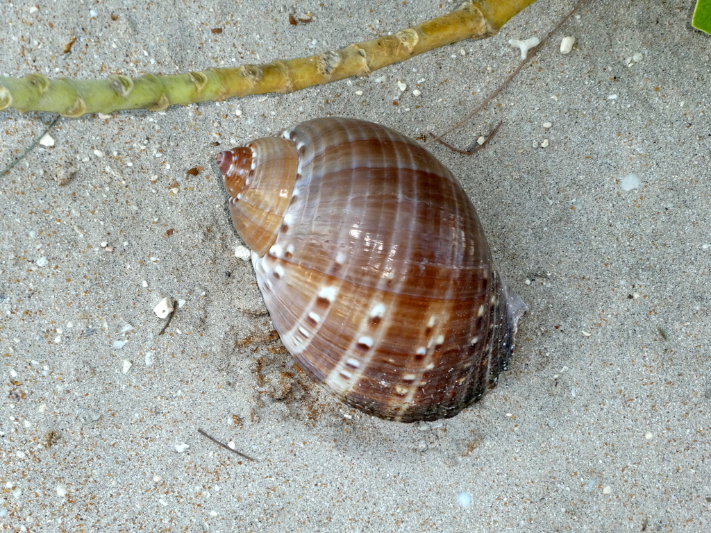 Partridge Tun Snail from Efoetsy, Madagaskar on November 01, 2019 at 03 ...