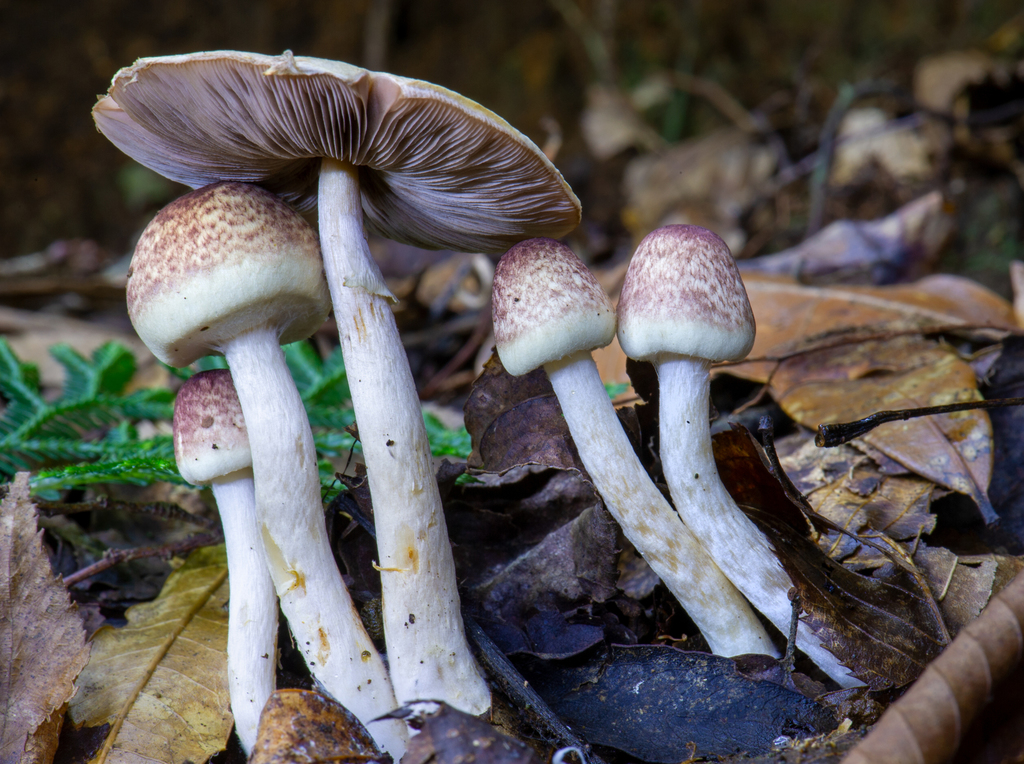 Micropsalliota (Fungi of Taman Tugu) · iNaturalist