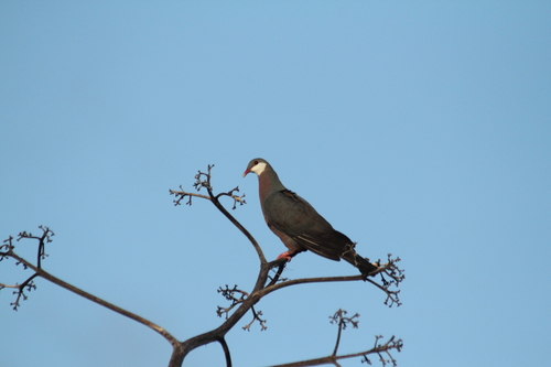Metallic Pigeon (Fiji) (Subspecies Columba vitiensis vitiensis ...