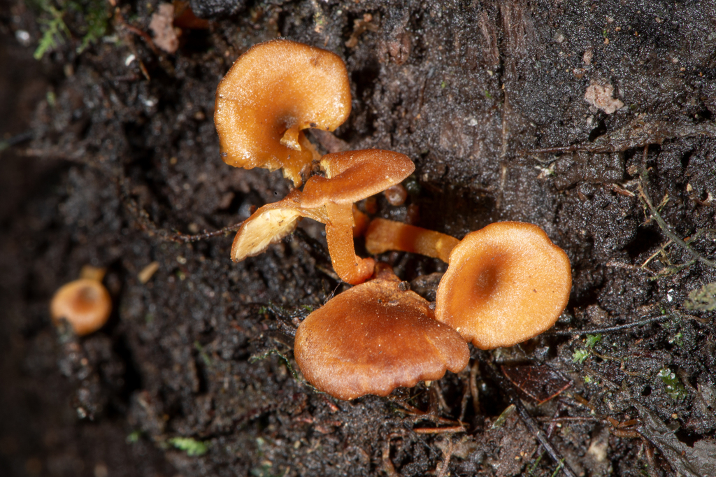 Callistodermatium from Cinco Palos, Coatepec, Veracruz, Mexico on July ...