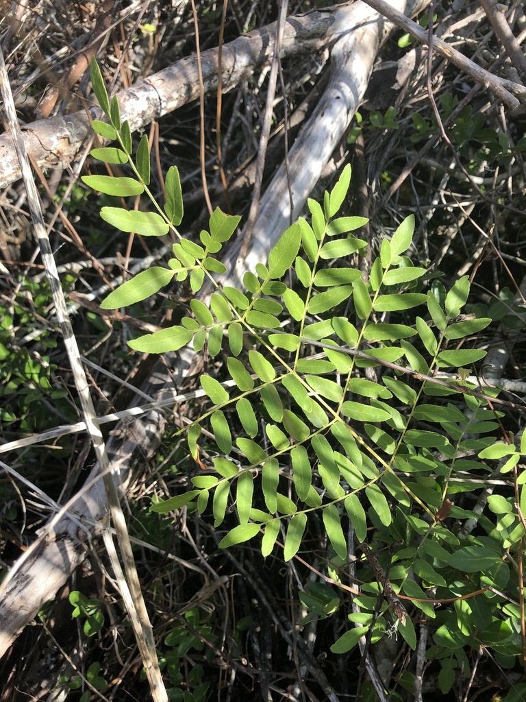 American Royal Fern from St Johns County, FL, USA on December 19, 2019 ...