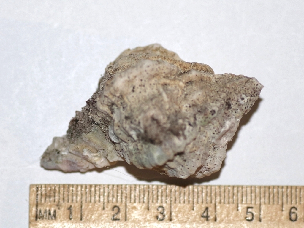 Apple Murex from Orange Beach, AL 36561, USA on September 20, 2025 at ...