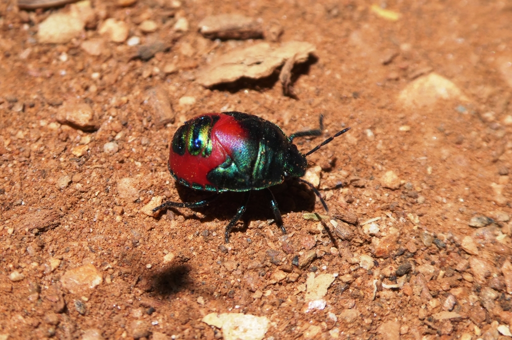 Red Jewel Bug from Hugh NT 0872, Australia on October 31, 2017 at 11:41 ...